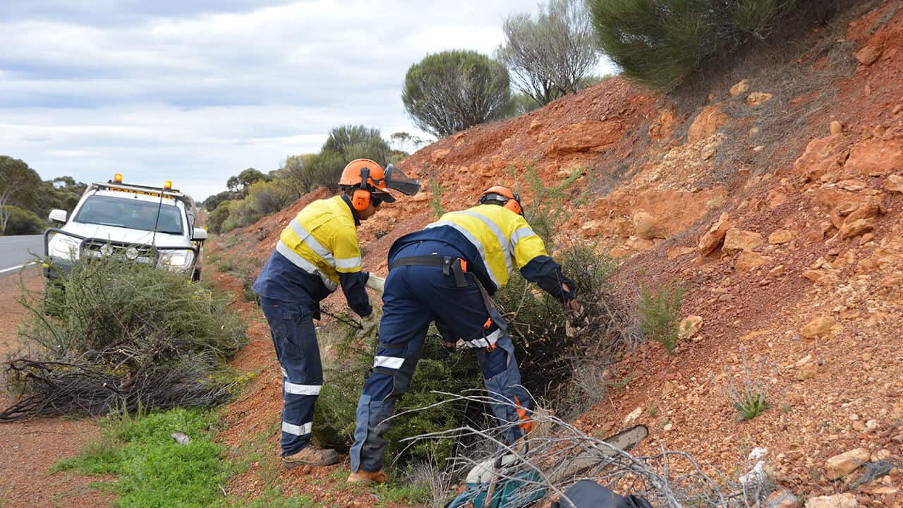 Vegetation Management - Mupo Projex